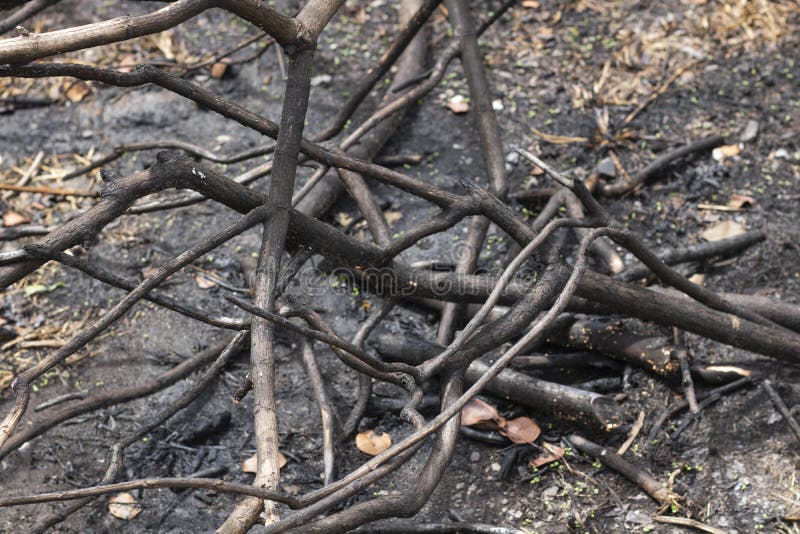 The Remains of the Wood that Were Burnt Stock Photo - Image of ...