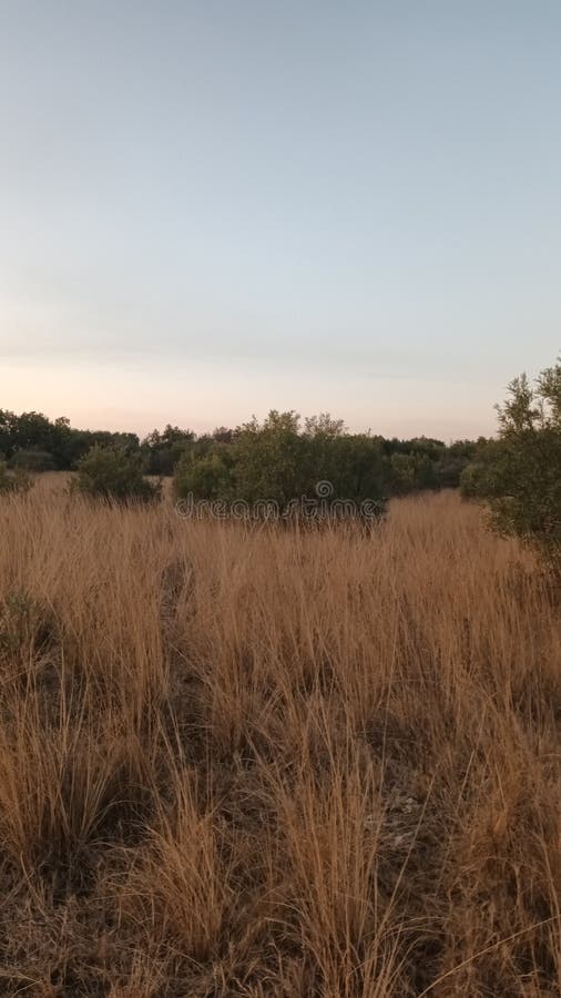 Remarkable Bushfield Stock Photos - Free & Royalty-Free Stock Photos ...