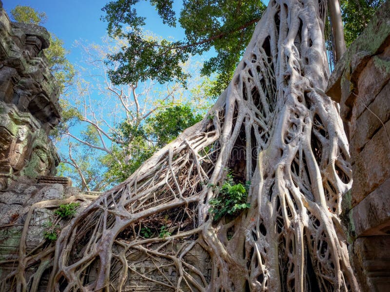 Remarkable Image Showing Massive Tree Roots Gripping Centuries-old ...