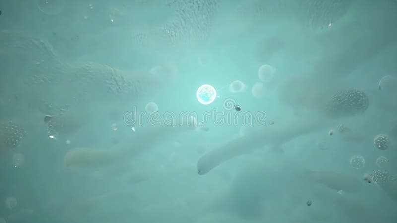 Remarkable Microorganisms Floating in Liquid Medium Viewed through ...