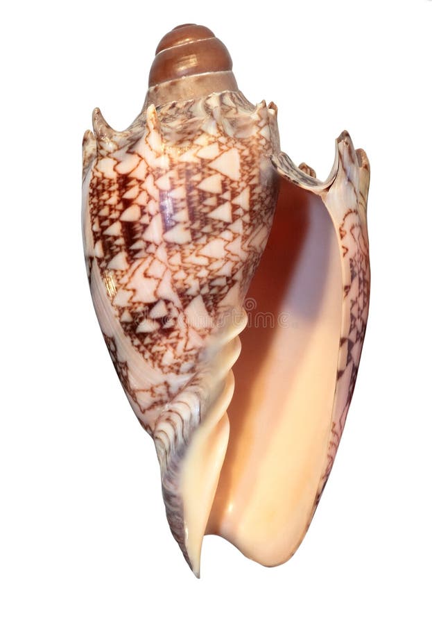 Pinna Nobilis Shell Isolated Stock Image - Image of bright, color: 55254661