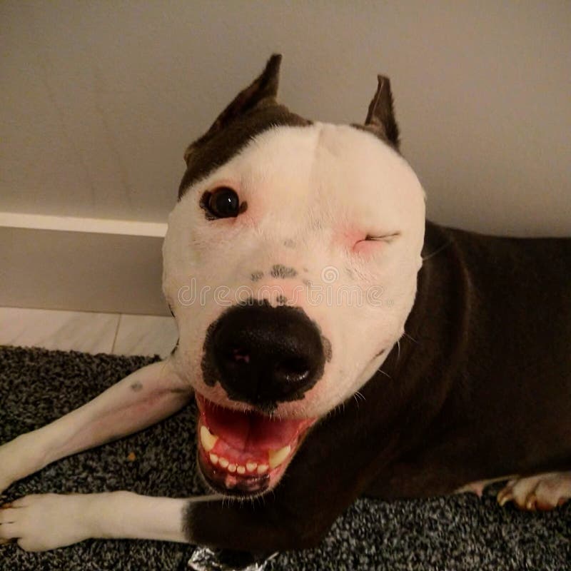 Remdog Stock Photos - Free & Royalty-Free Stock Photos from Dreamstime