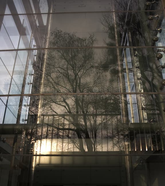 Remembering the trees stock photo. Image of tree, mirror - 48302