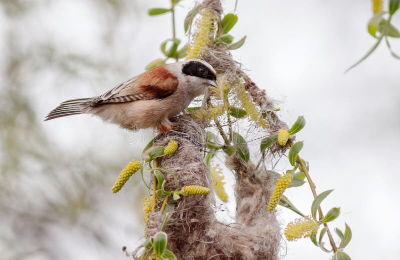 Remez Builds Its Nest on a Tree in Spring Stock Photo - Image of ...