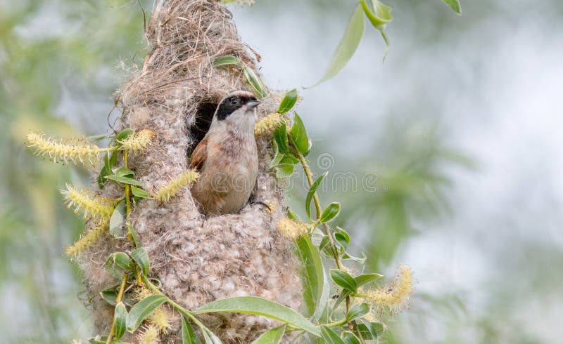 Remez Builds Its Nest on a Willow Tree in Spring Stock Image - Image of ...