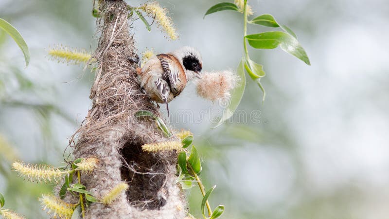 Remez Builds Its Nest on a Willow Tree in Spring Stock Image - Image of ...