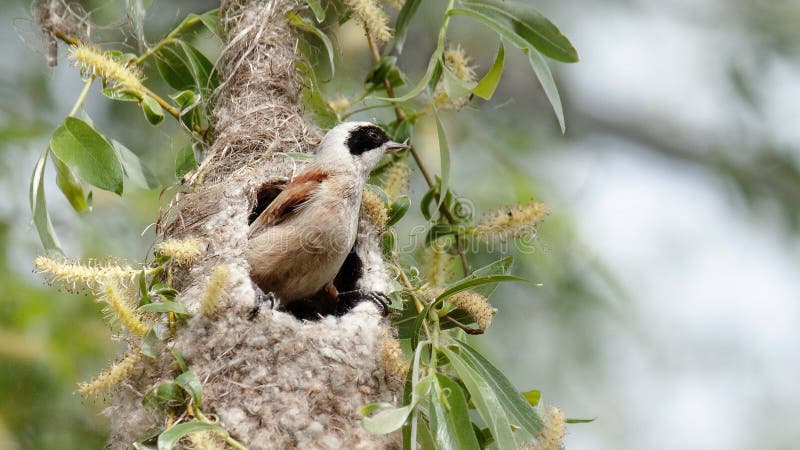 Remez Builds a Nest on a Tree in Spring Stock Photo - Image of fauna ...
