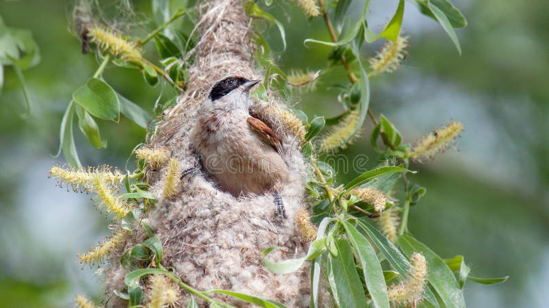 Remez Builds a Nest on a Willow Branch in Spring Stock Image - Image of ...