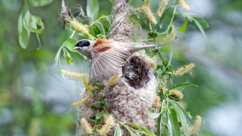 Remez Builds a Nest on a Tree in Spring Stock Photo - Image of fauna ...