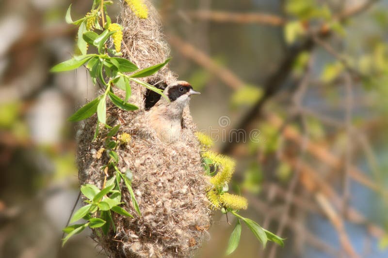 Remez Builds a Nest on a Willow Tree Stock Photo - Image of brown ...