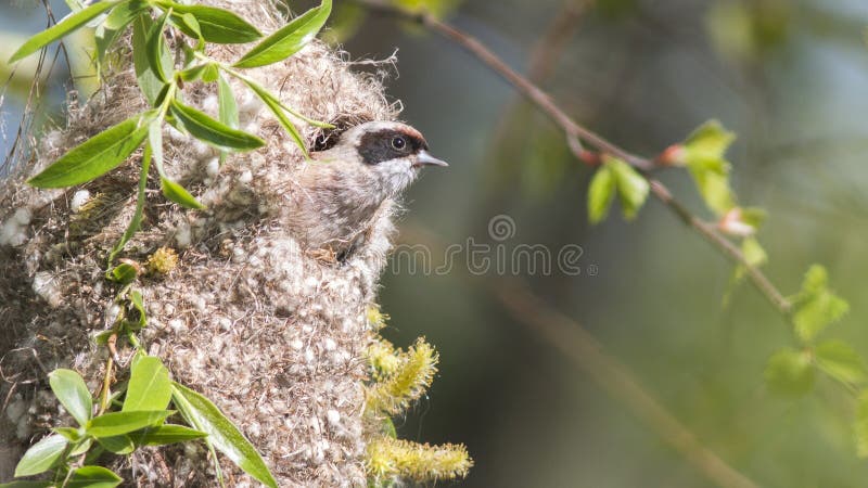 Remez Builds a Nest on a Tree in Spring Stock Photo - Image of fauna ...