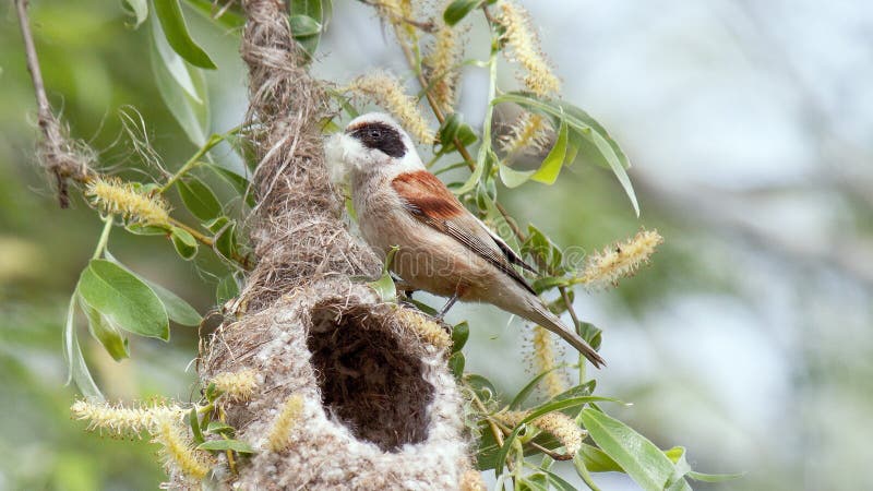 Remez Builds a Nest on a Tree in Spring Stock Photo - Image of fauna ...