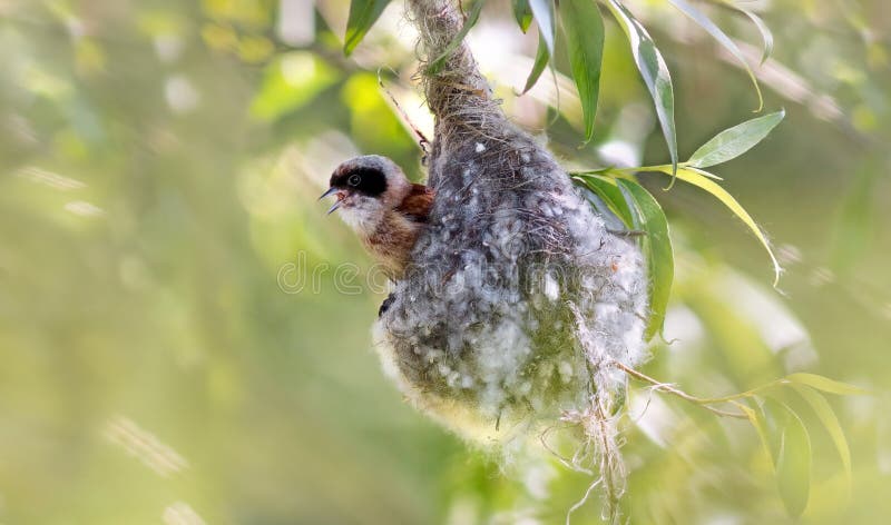 Remez Built a Small Nest on a Willow Branch Stock Photo - Image of ...