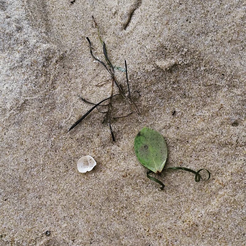 Remnant stock image. Image of green, seashell, seaweed - 63416979