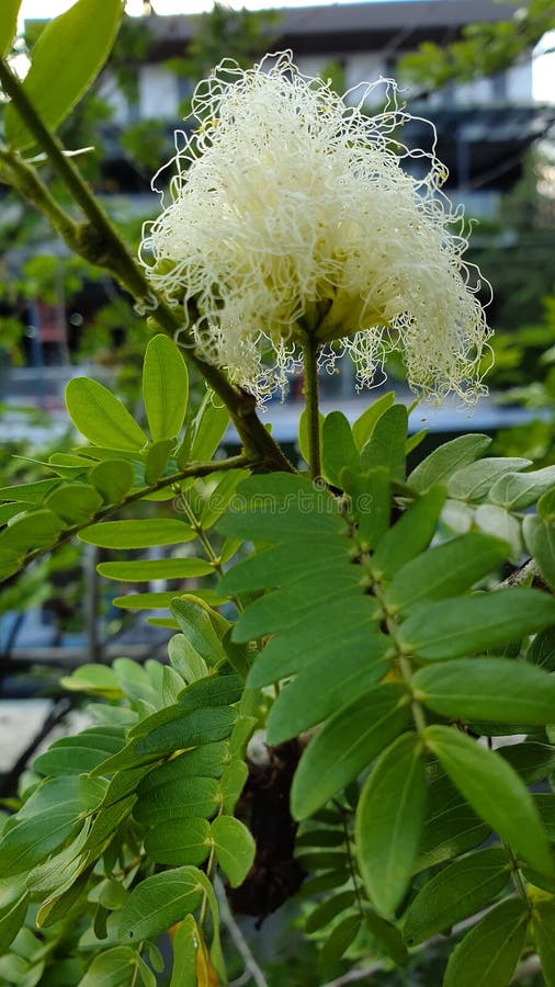 Remnant of Tree Flower stock image. Image of nature - 178021745