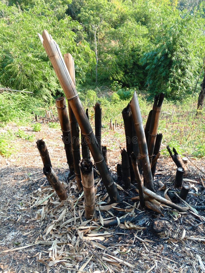 Remnants of bamboo fire stock photo. Image of garden - 337232990