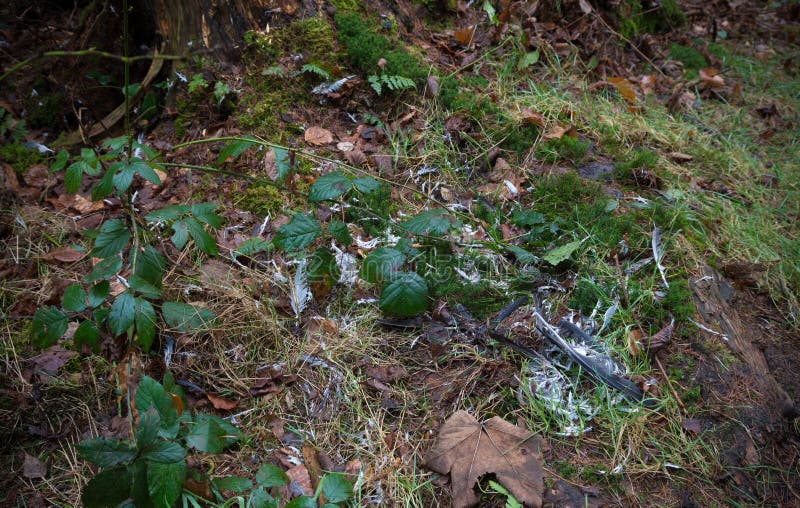 Remnants of a bird stock image. Image of dead, wing, hawk - 78433113