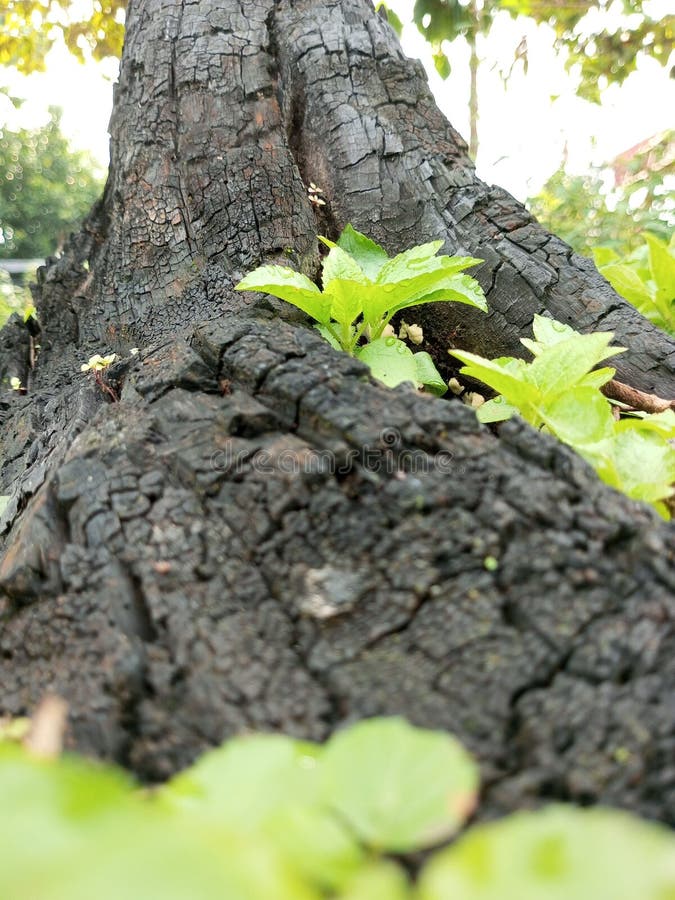 Remnants of Burnt Tree Trunks Stock Photo - Image of branch, wildlife ...