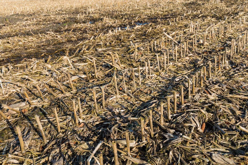 Empty Corn Cobs Stock Photos - Free & Royalty-Free Stock Photos from ...
