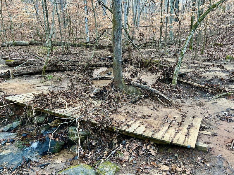 Remnants of a flood stock image. Image of nature, tree - 321749557