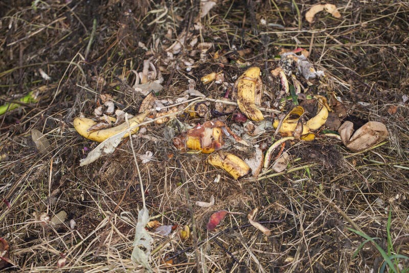 Remnants of Food Thrown on the Grass Stock Photo - Image of care, apple ...