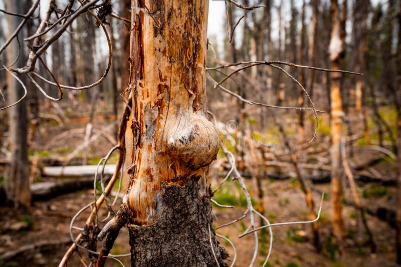 Burned tree knot stock image. Image of wood, knot, branch - 269532841