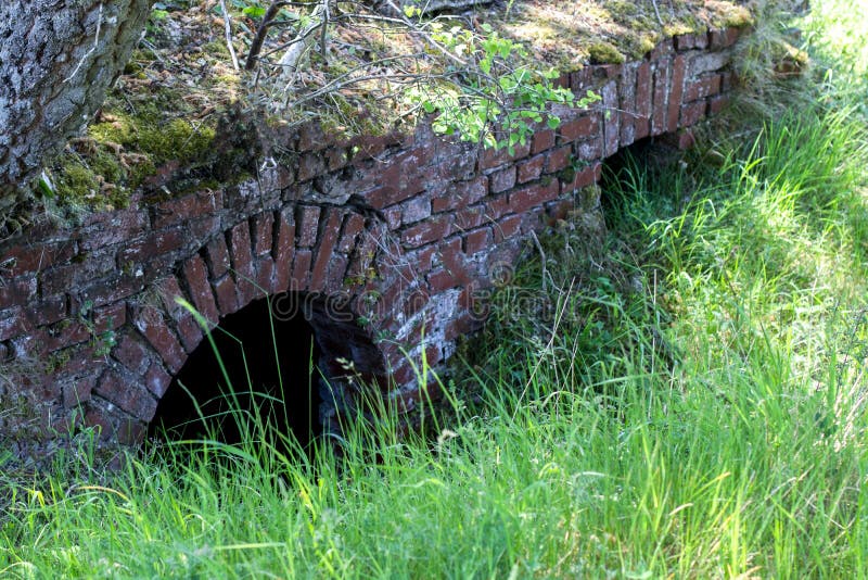 Remnants of an Old Building in the Forest Overgrown with Trees Stock ...