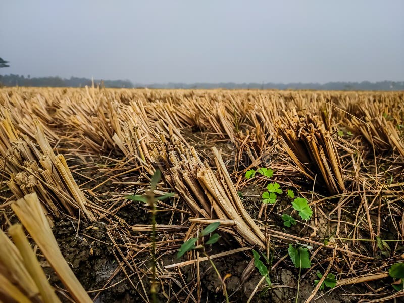 1,185 Cut Paddy Stock Photos - Free & Royalty-Free Stock Photos from ...