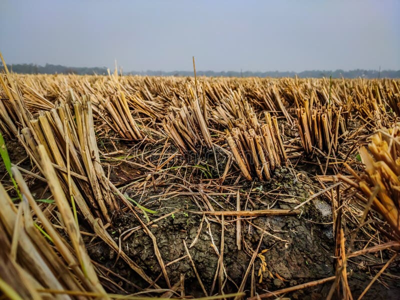 402 Rice Plant Roots Stock Photos - Free & Royalty-Free Stock Photos ...
