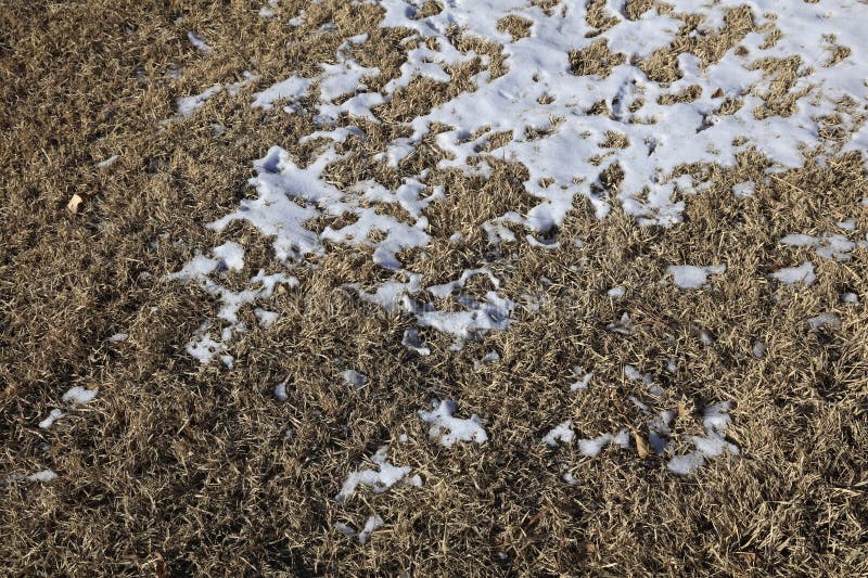 Remnants Snow Wild Grass Ground Stock Photos - Free & Royalty-Free ...