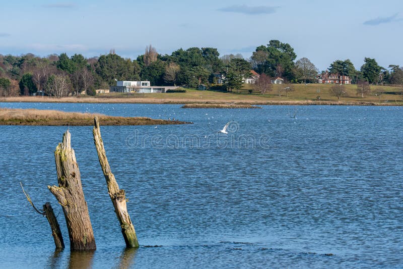 Remnants of Trees in Flooded Marshes Stock Image - Image of travel ...