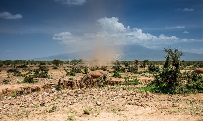 Remoinho pequeno com asno foto de stock. Imagem de poeira - 41246254
