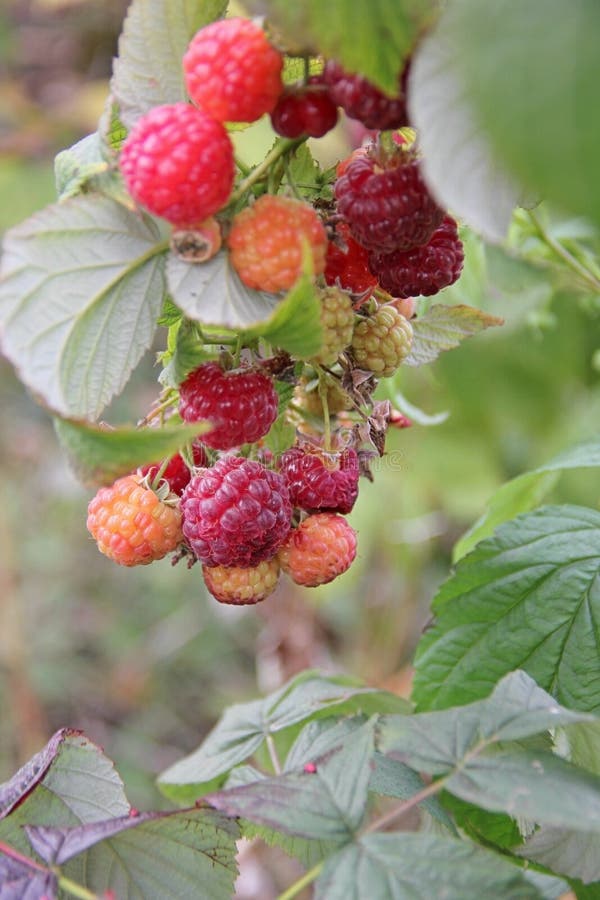 Remontant raspberry stock image. Image of fruiting, nature - 78945065