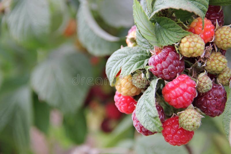 Raspberry stock image. Image of raspberries, berry, food - 80398163