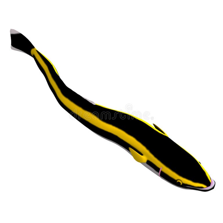 Remora Fish Stock Illustrations – 103 Remora Fish Stock Illustrations ...
