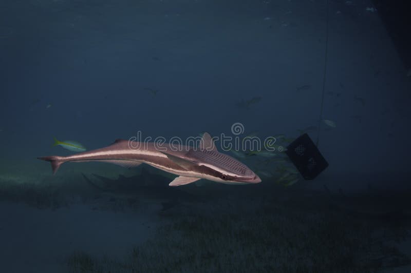 Remora stock image. Image of sandy, look, floor, marine - 88297587