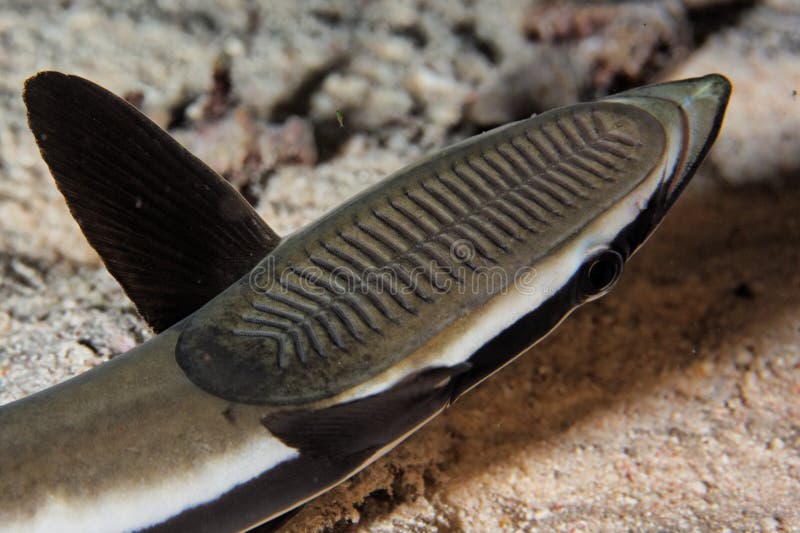 Remora - Red Sea stock photo. Image of saltwater, equatorial - 21996492