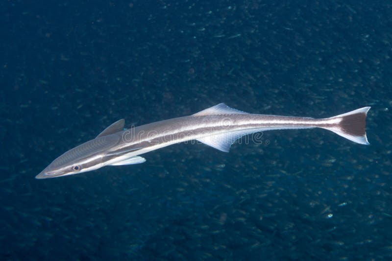 Remora - Red Sea stock photo. Image of saltwater, equatorial - 21996492