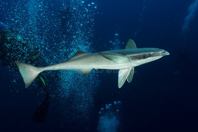 Remora stock photo. Image of remora, underwater, sealife - 9410604