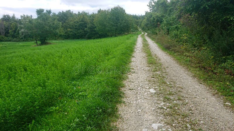 Remote country road stock image. Image of forest, remote - 127105763