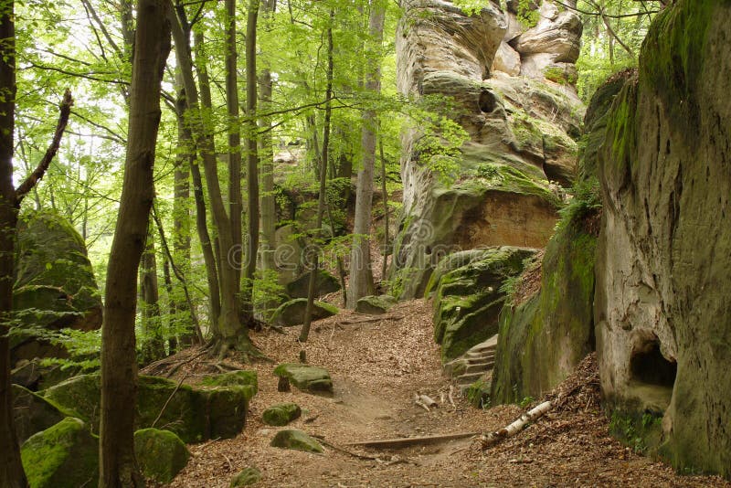 Remote trail in the woods. stock image. Image of rural - 114331451