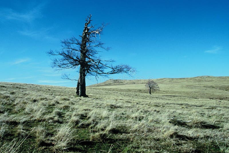 Remote Tree on Mountain Field Stock Image - Image of colored, grass: 403