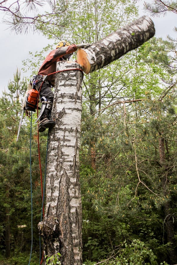 Reset a Large Part of the Trunk Stock Image - Image of arborist, manual ...
