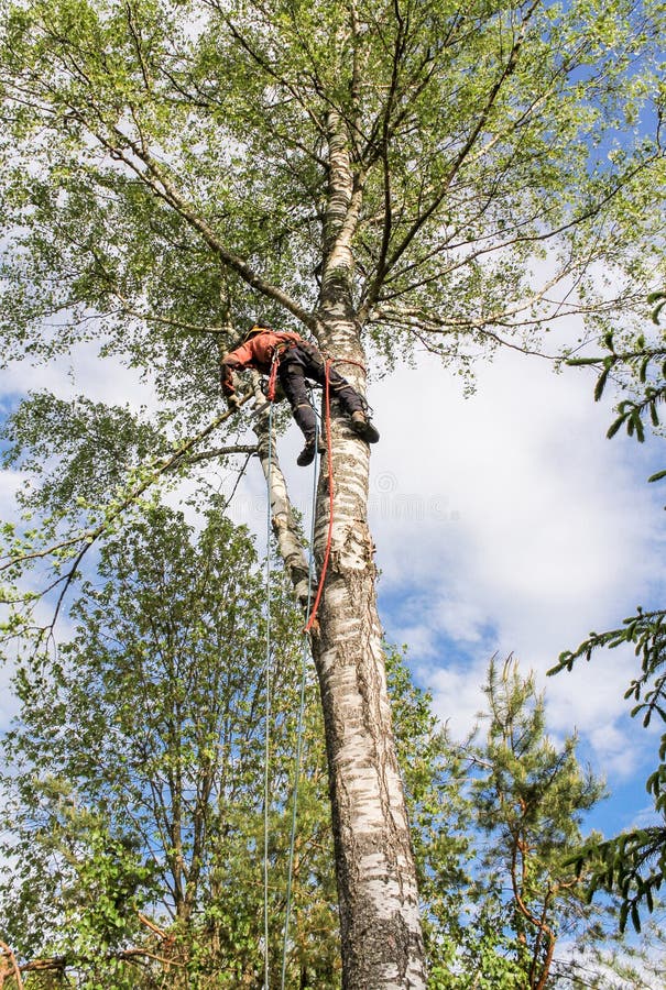Reset small branches stock image. Image of forest, arborist - 151637003