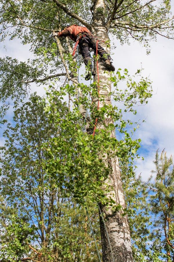 Work on the tree editorial image. Image of environment - 150829320
