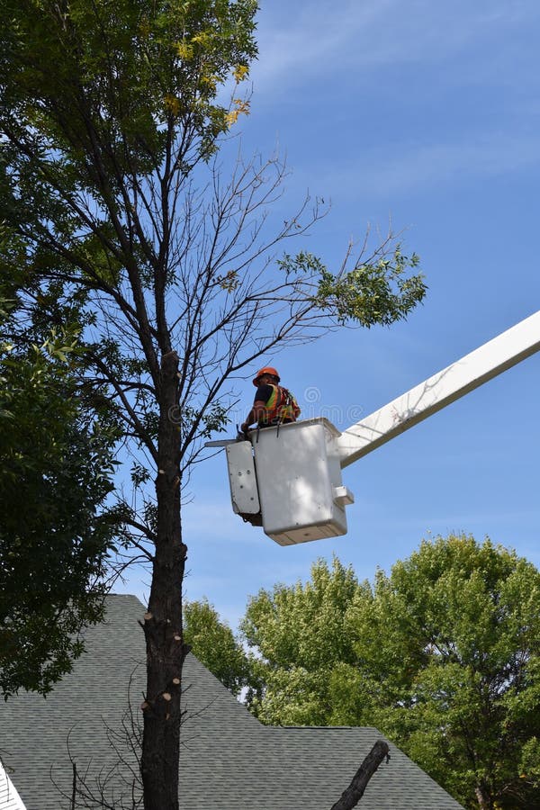 Using a Boom and Chainsaw To Remove a Tree Stock Photo - Image of ...