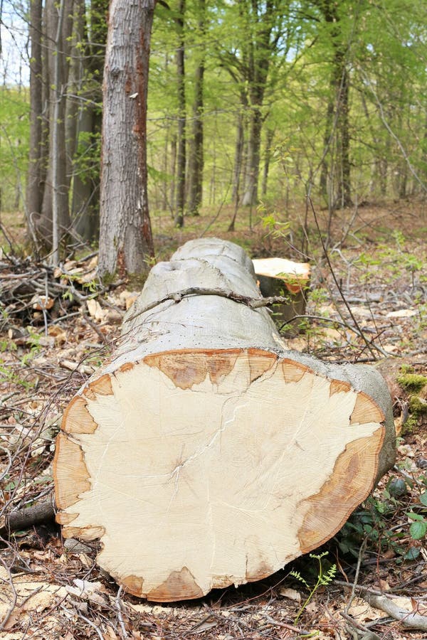Removal of Trunks and Trees in a Forest. View of a Long Trunk. Stock ...
