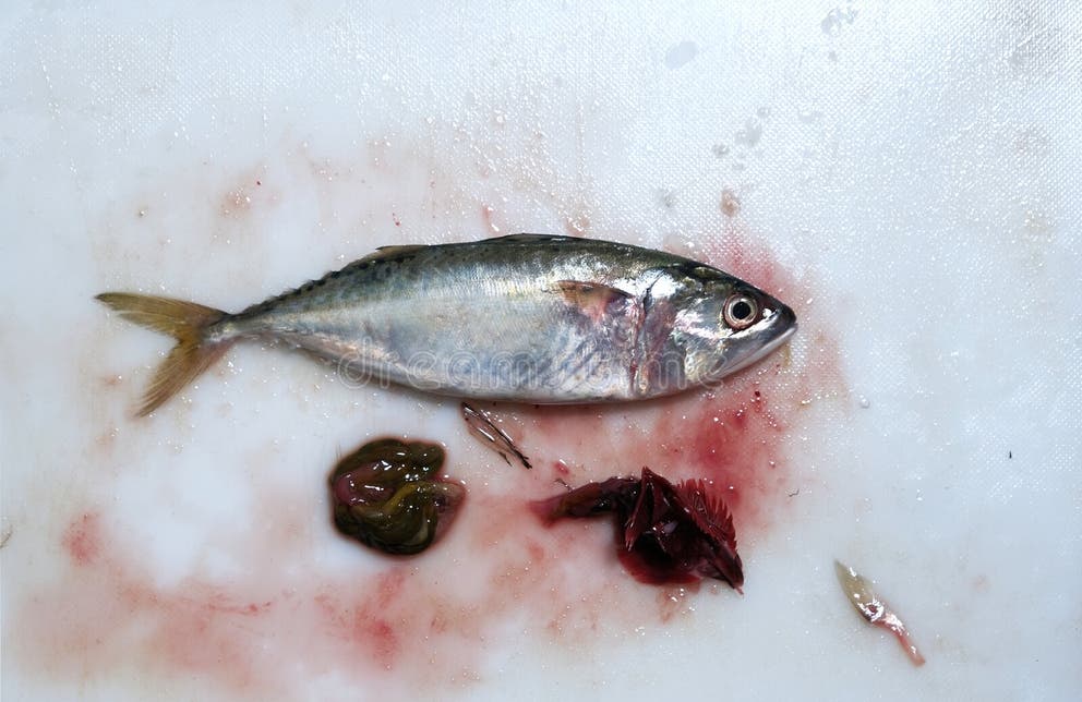 Remove fish Internal Organ stock image. Image of cuisine - 220363155