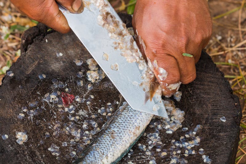 Remove Fish Scale Stock Photos - Free & Royalty-Free Stock Photos from ...