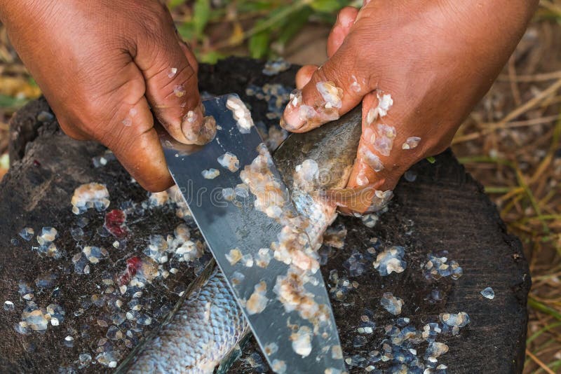 What Process Is Removing The Scale Of Fish at Kenneth Messner blog